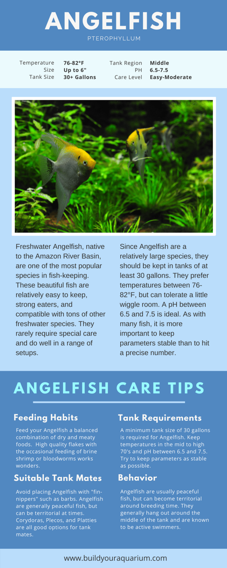 Freshwater Angel Fish Set Up And Care Guide - Build Your Aquarium