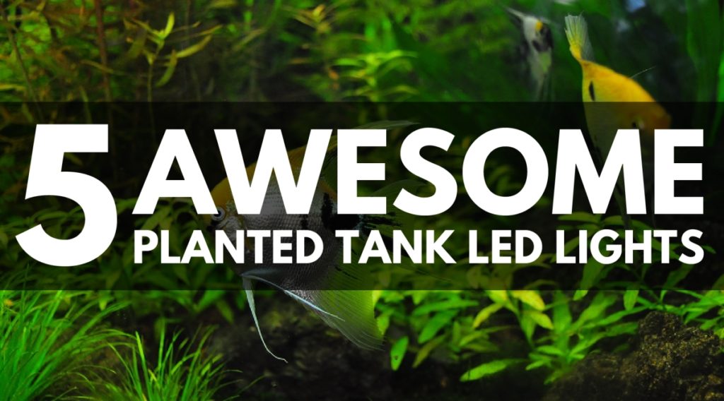 5 Best LED Light Fixtures For Your Planted Tank (2020 Updated Guide)