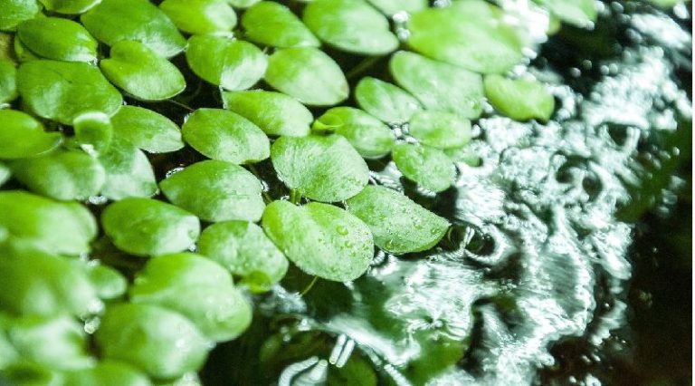11 Awesome Floating Aquarium Plants: The Complete Species Guide