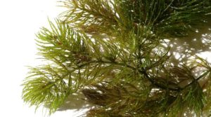 11 Awesome Floating Aquarium Plants: The Complete Species Guide