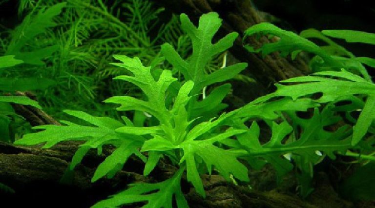 30 Easy Low Light Aquarium Plants for Beginners (Species Guide)