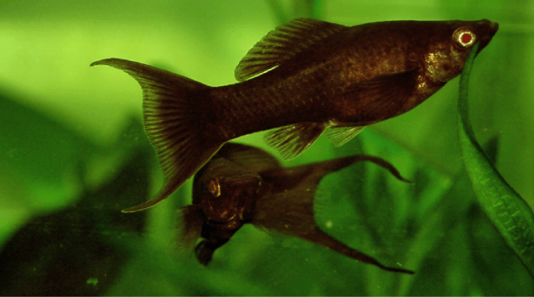 18 Compatible Tank Mates For Freshwater Angelfish