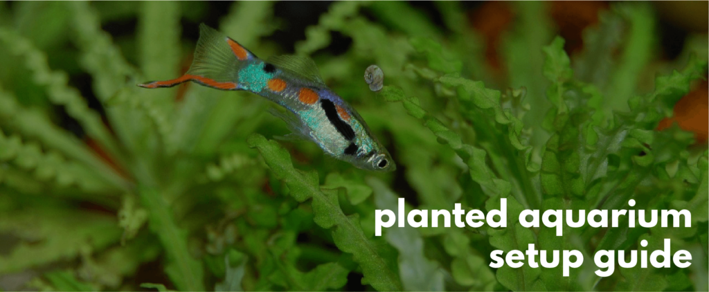 How to Care for Aquarium Plants: The Complete Step-By-Step Guide