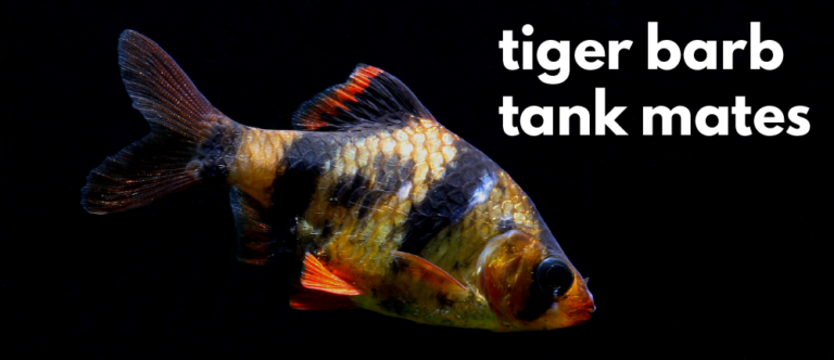 14 Compatible Tiger Barb Tank Mates: The Complete List