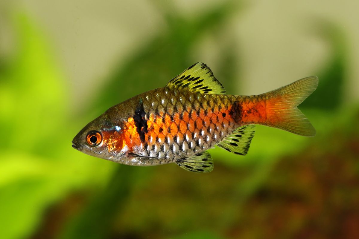 14 Compatible Tiger Barb Tank Mates: The Complete List