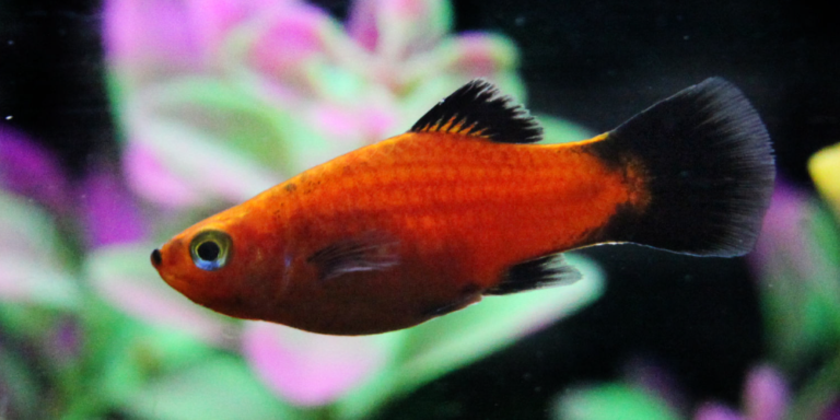 14 Compatible Tiger Barb Tank Mates: The Complete List