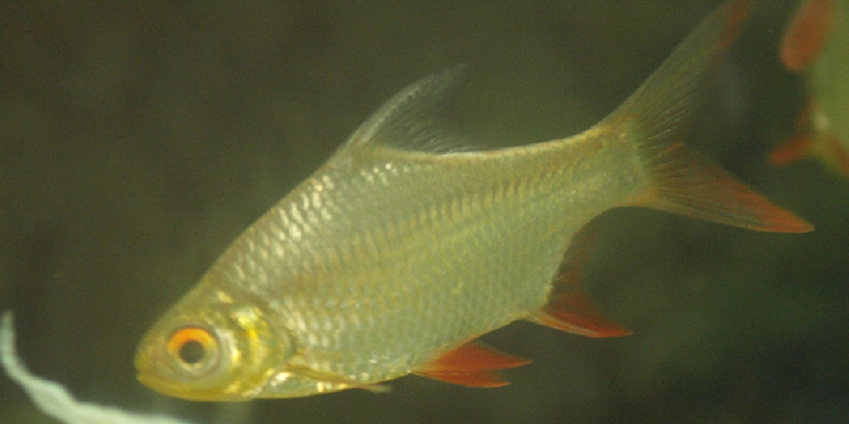 14 Compatible Tiger Barb Tank Mates: The Complete List