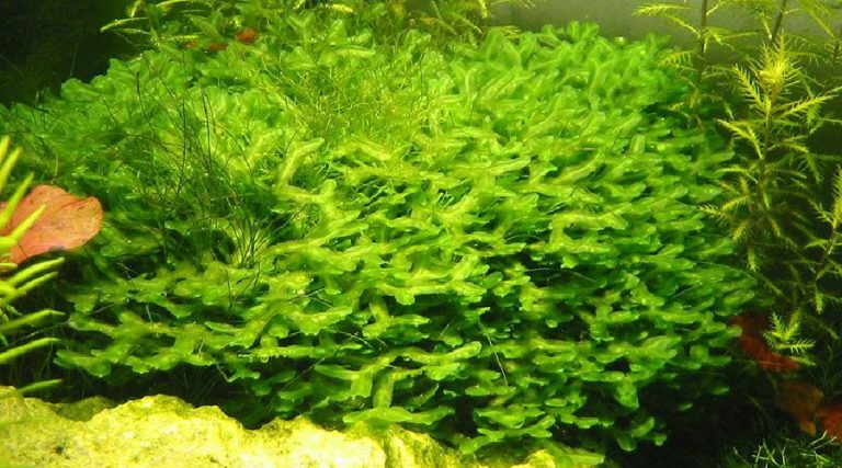 30 Easy Low Light Aquarium Plants for Beginners (Species Guide)