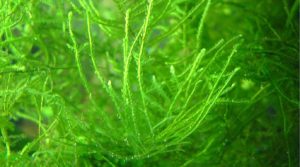 30 Easy Low Light Aquarium Plants for Beginners (Species Guide)