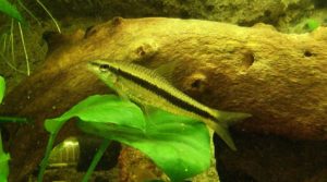 11 Awesome Bottom Feeder Fish for Your Freshwater Aquarium