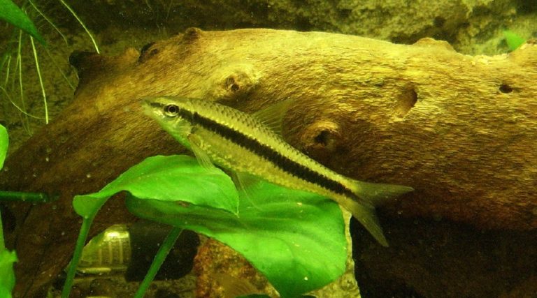 11 Awesome Bottom Feeder Fish for Your Freshwater Aquarium