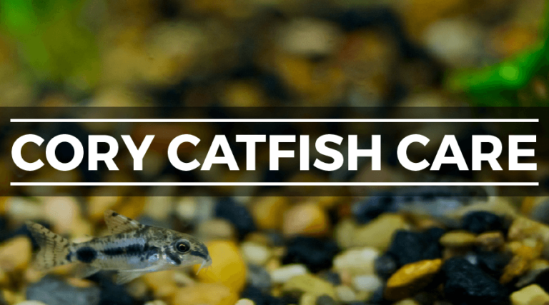 Cory Catfish (Corydoras): Expert's Care & Breeding Guide