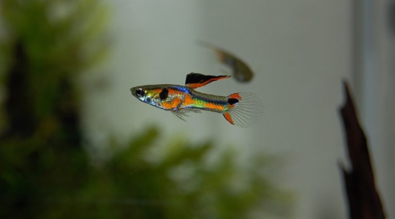 15 Attractive & Colorful Freshwater Fish (And How To Care For Them)