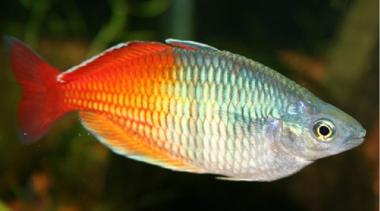 15 Attractive & Colorful Freshwater Fish (And How To Care For Them)