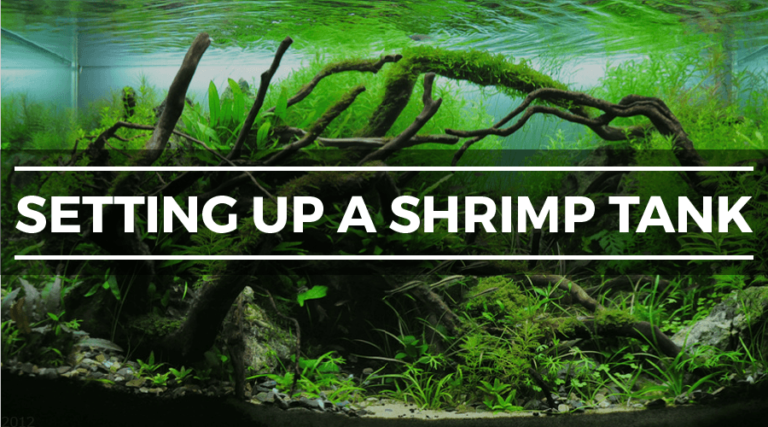 How to Set Up a Freshwater Shrimp Tank: Complete Step-by-Step Guide