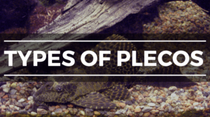 10 Common Species of Plecostomus: Pleco Types & Care Guide