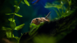Cory Catfish (Corydoras): Expert's Care & Breeding Guide