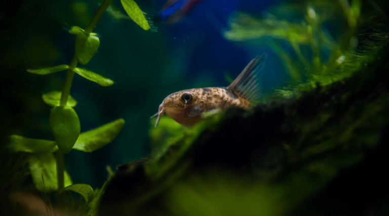 Cory Catfish (Corydoras): Expert's Care & Breeding Guide