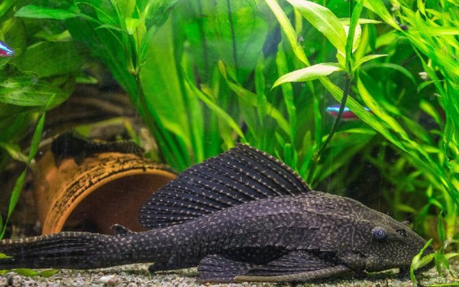10 Common Species of Plecostomus: Pleco Types & Care Guide