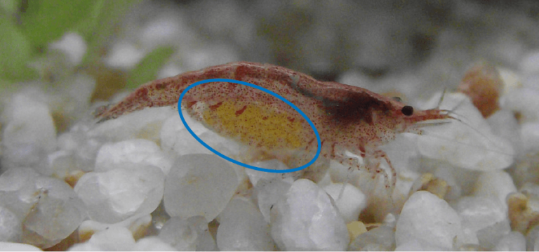 Red Cherry Shrimp: The Ultimate Care, Setup, & Breeding Guide