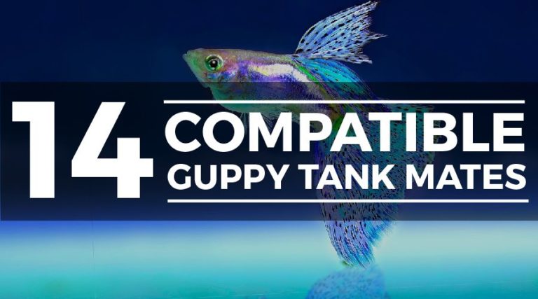 14 Awesome Guppy Tank Mates (Compatibility Guide)