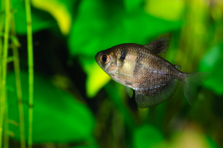 50 Best Freshwater Aquarium Fish