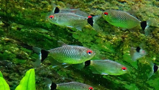 50 Best Freshwater Aquarium Fish | Build Your Aquarium