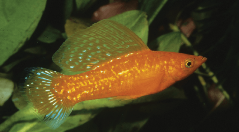 11 Easiest Fish to Breed (With Pictures): Freshwater Species Guide