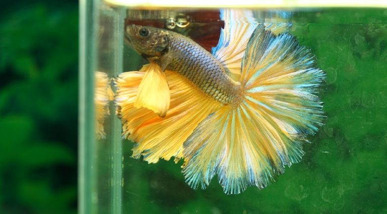 50 Best Freshwater Aquarium Fish