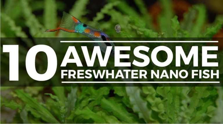 10 Small Freshwater Fish for Nano Aquariums (The Ultimate Guide)