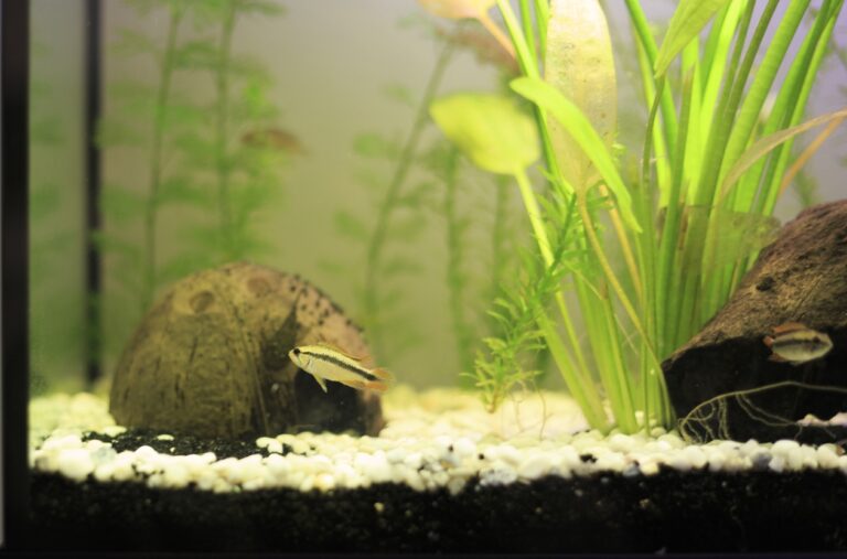 15 Small Freshwater Fish for Nano Aquariums (The Ultimate Guide)