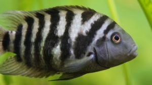 15 Awesome Types of Cichlids for Your Tank (Cichlid Species Guide)