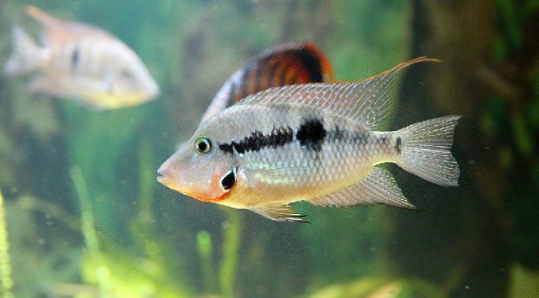 11 Easiest Fish to Breed (With Pictures): Freshwater Species Guide