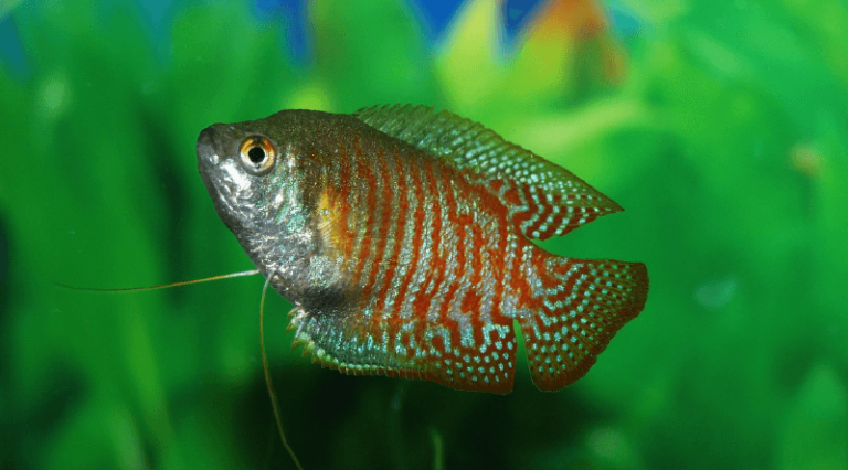 25 Aggressive Freshwater Fish for Predator Tanks (Species Guide)