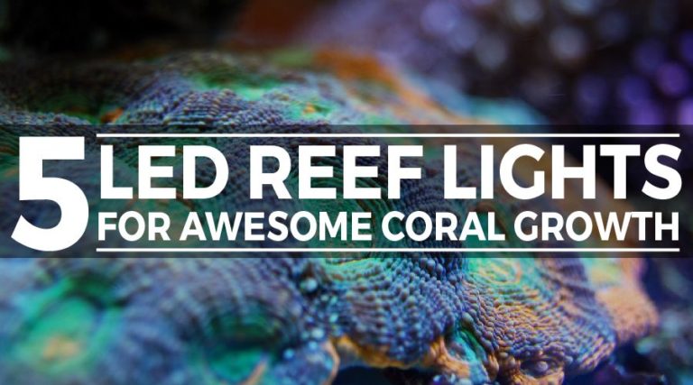 5 Best LED Reef Lights for Optimal Coral Growth (REVIEW GUIDE)