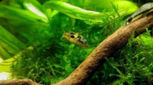 15 Small Freshwater Fish for Nano Aquariums (The Ultimate Guide)