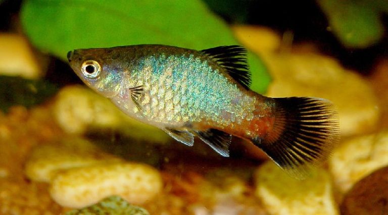 18 Compatible Tank Mates For Freshwater Angelfish