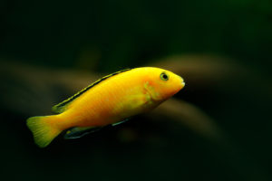10 Best Convict Fish Cichlid Tank Mates (Compatibility Guide)