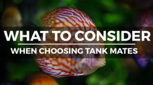 9 Perfect Discus Tank Mates (Complete Compatibility Guide)