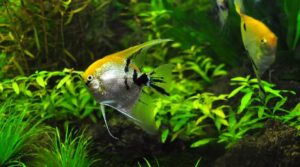 9 Perfect Discus Tank Mates (Complete Compatibility Guide)