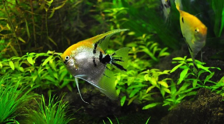 9 Perfect Discus Tank Mates (Complete Compatibility Guide)