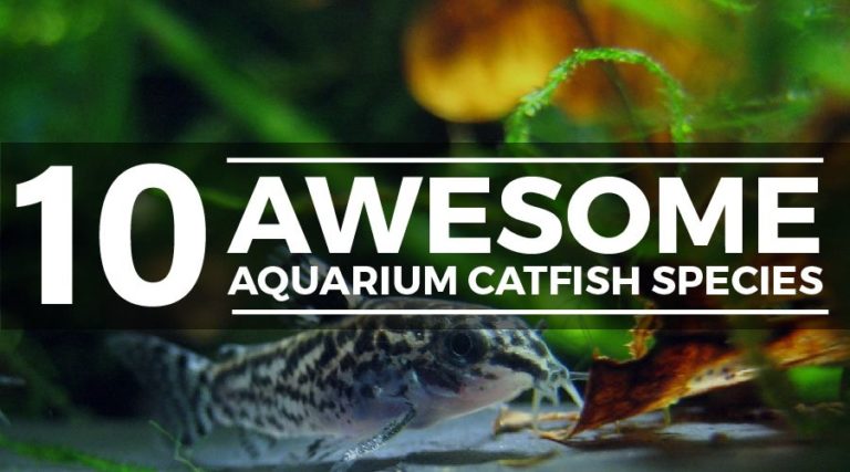 10 Best Aquarium Catfish Species (The Ultimate Catfish Guide)
