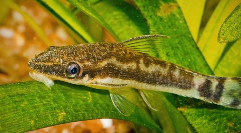 10 Best Aquarium Catfish Species (The Ultimate Catfish Guide)