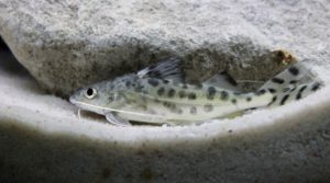 10 Best Aquarium Catfish Species (The Ultimate Catfish Guide)