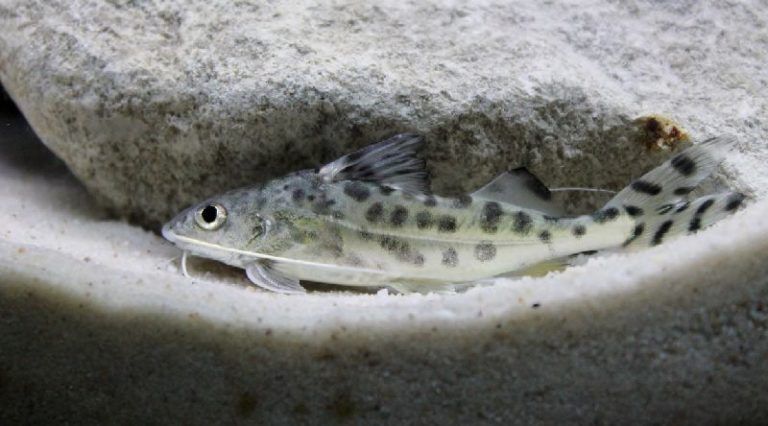 10 Best Aquarium Catfish Species (The Ultimate Catfish Guide)