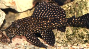 10 Best Aquarium Catfish Species (The Ultimate Catfish Guide)