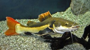 10 Best Aquarium Catfish Species (The Ultimate Catfish Guide)