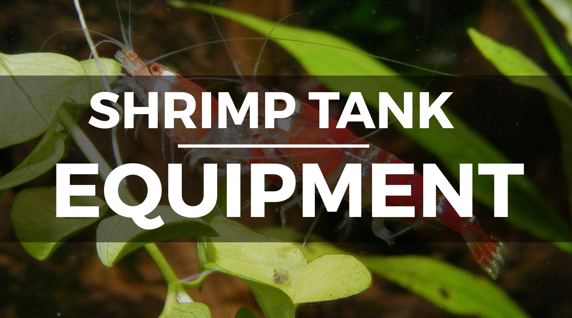How to Set Up a Freshwater Shrimp Tank: Complete Step-by-Step Guide