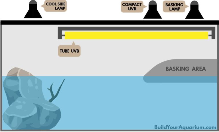 Turtle Lighting: How to Set up the Perfect Light System for Your Turtle ...