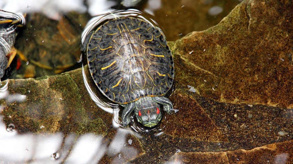How To Set Up An Aquatic Turtle Tank - Freeman Worign